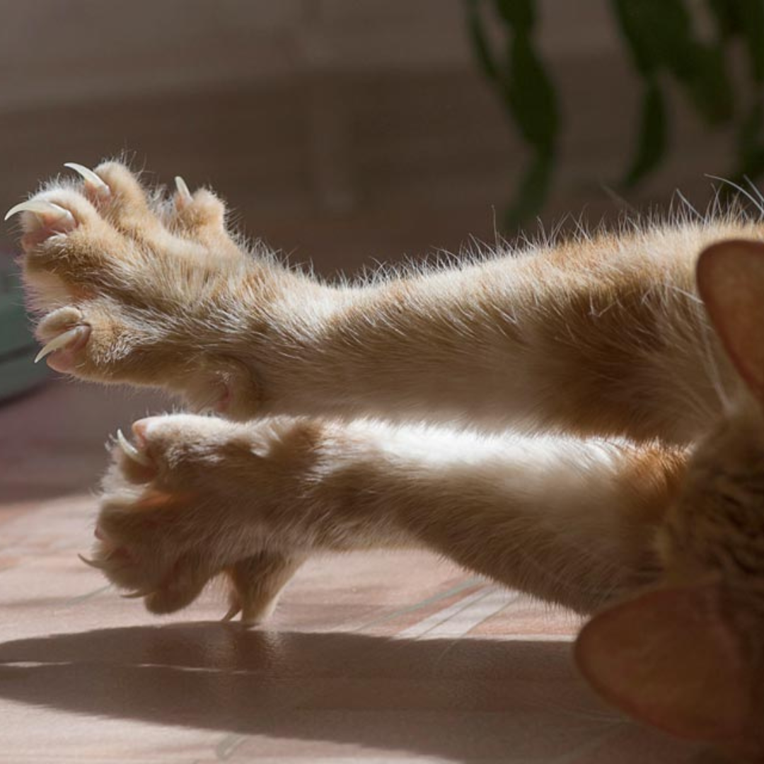 The Truth About Declawing Cats - For Kitty's Sake