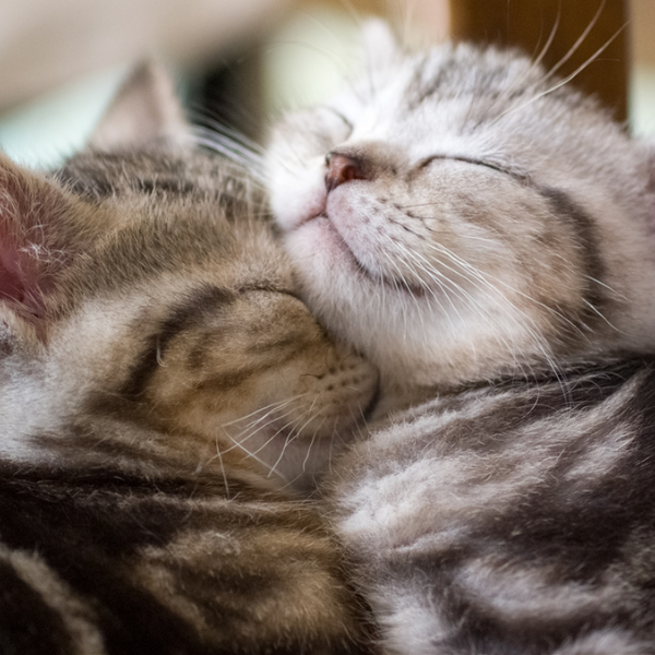 Cat to Cat Introduction | For Kitty's Sake