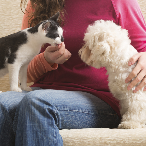 Dog to Cat Introduction | For Kitty's Sake